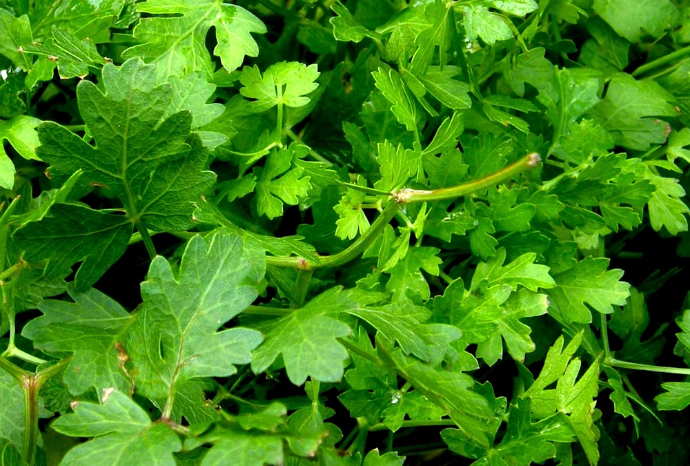 Prezzemolo: come usarlo in cucina