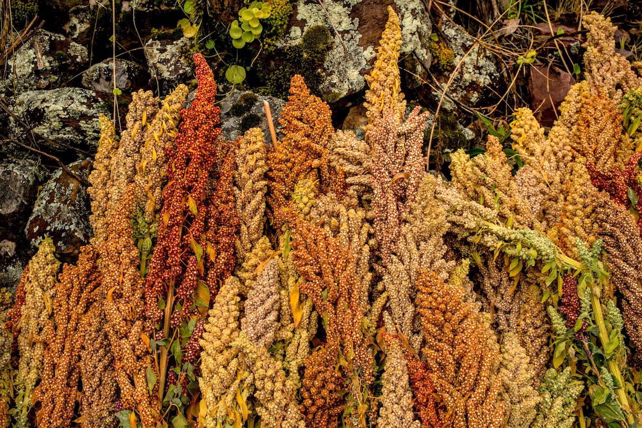 Quinoa: cos'è, tipi e come utilizzarla