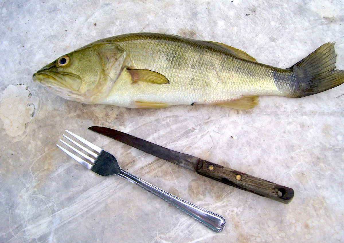 Spigola: 5 errori da non fare