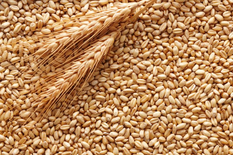 Come si determina il prezzo del grano - Dissapore