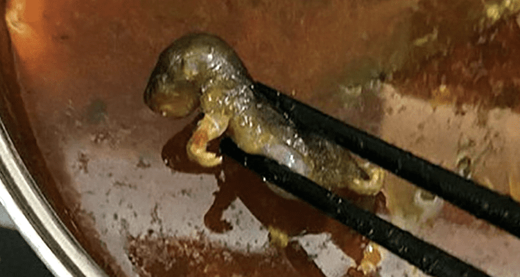 Topo costa al ristorante cinese 190 milioni di