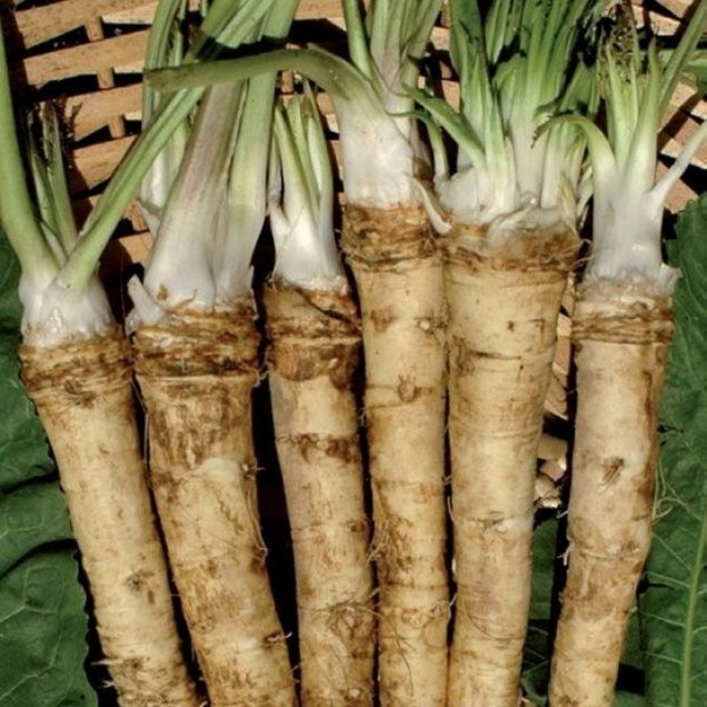 Wasabi e rafano, che differenze ci sono?