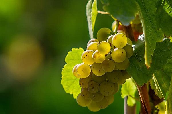 Uva da tavola: le 17 varietà da riconoscere