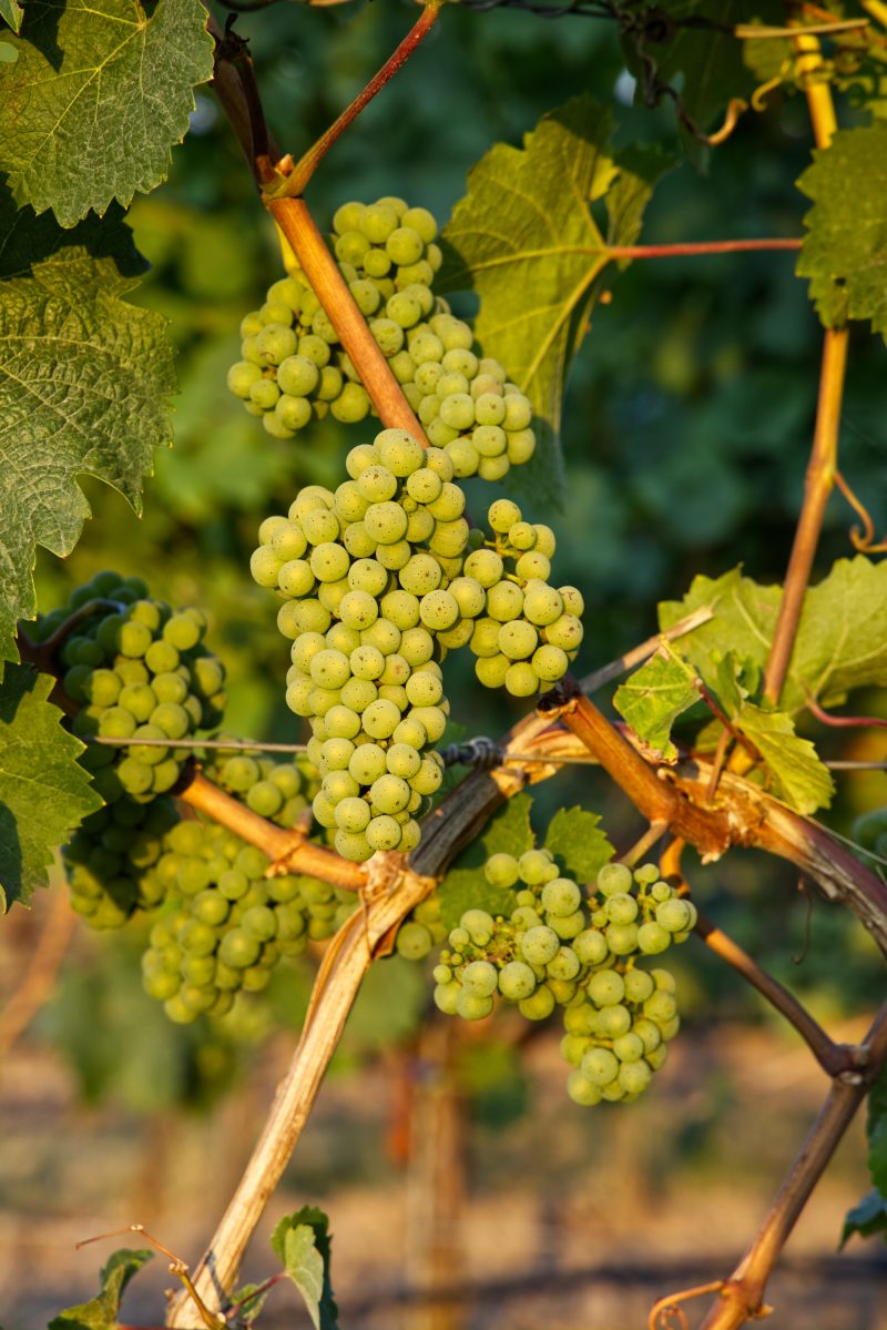 Uva da tavola: le 17 varietà da riconoscere