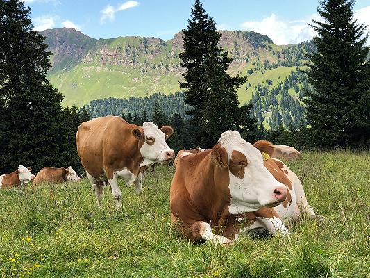 Graukäse: guida al formaggio grigio altoatesino