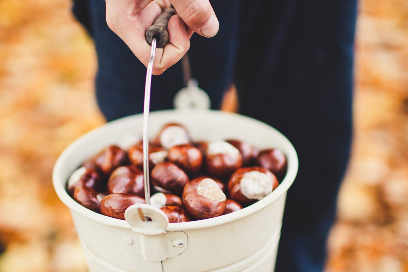 Castagne e marroni: le differenze