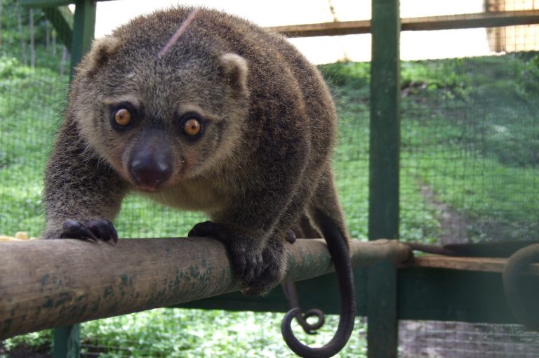 Cuscus: il primo animale addomesticato dall’uomo