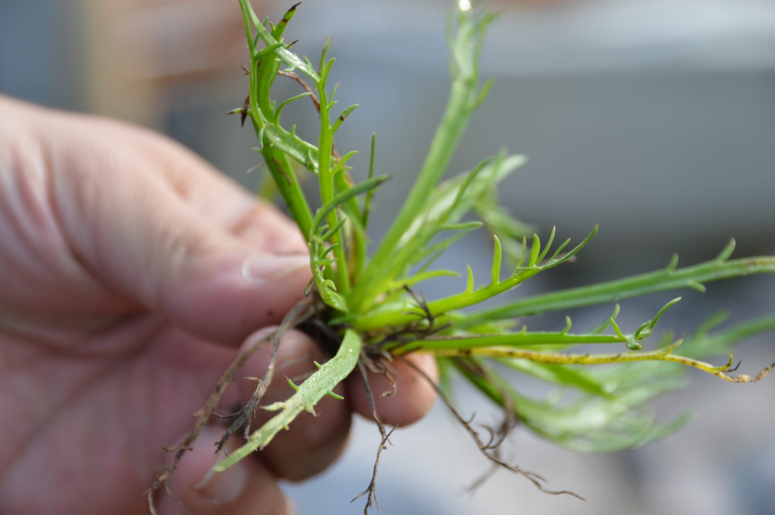 Erbe di laguna: varietà e usi in cucina delle piante più diffuse