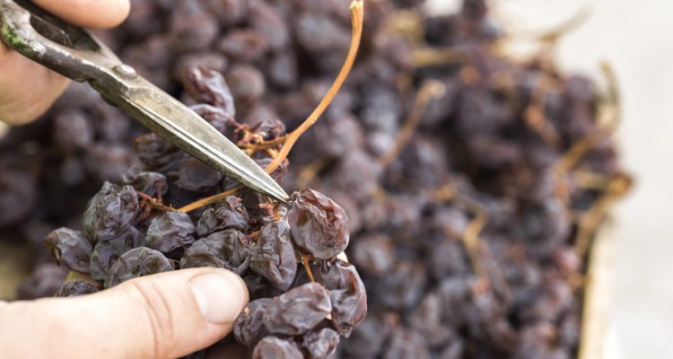 Uvetta: le varietà principali e i paesi produttori