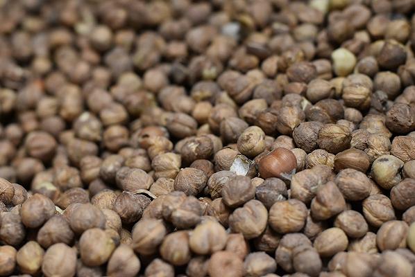 Nocciola Piemonte Igp: segni particolari della nocciola più amata