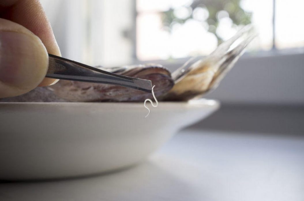 Anisakis: cos'è, come riconoscerlo, sintomi e come si uccide | Dissapore