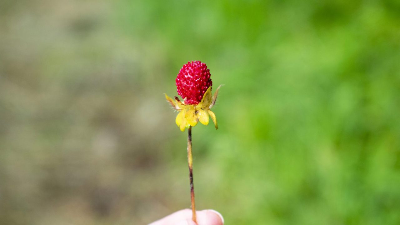 Fragoline di bosco e fragola matta: le differenze