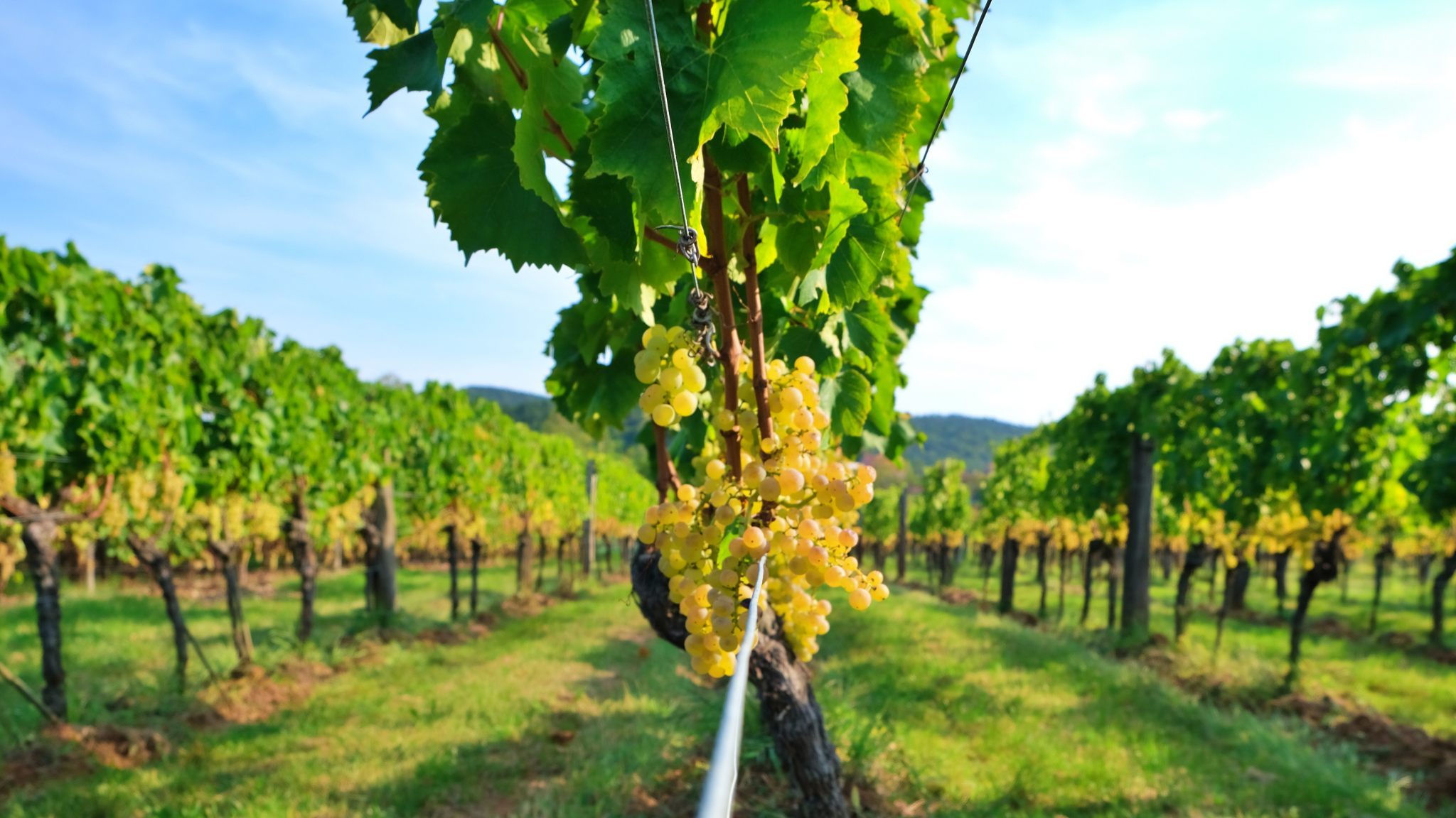 Vitovska: caratteristiche di un vino e di un vitigno simbolo di una ...