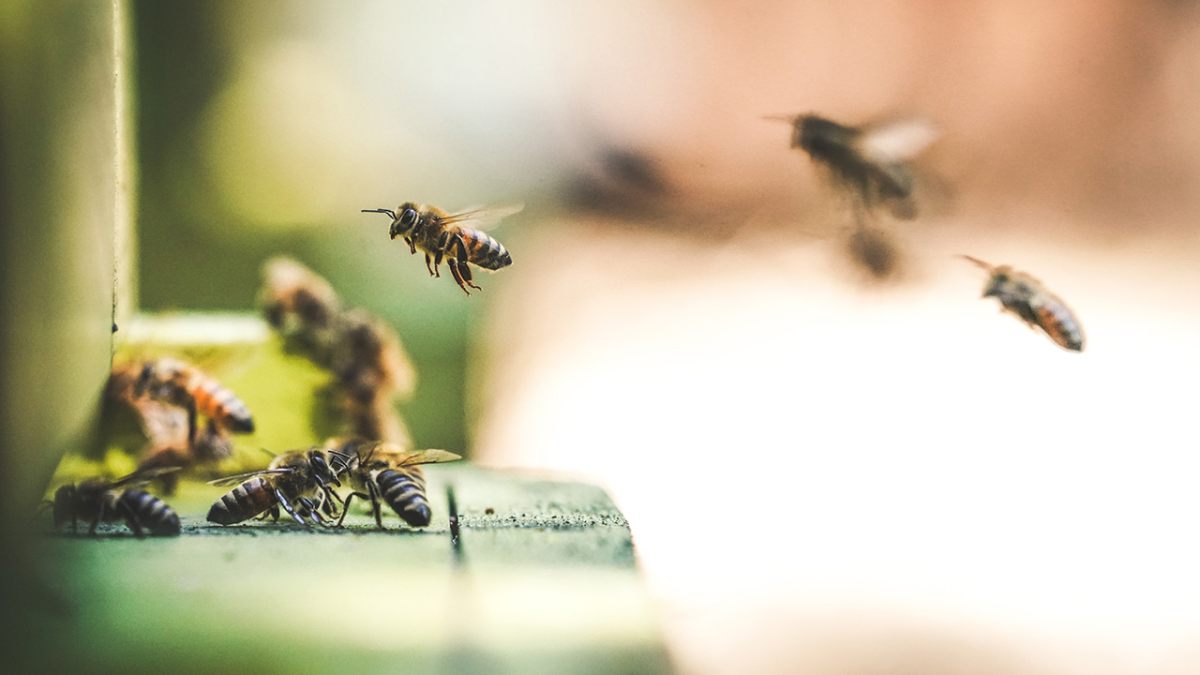Miele di melata: cos'è e differenze rispetto al il miele di nettare