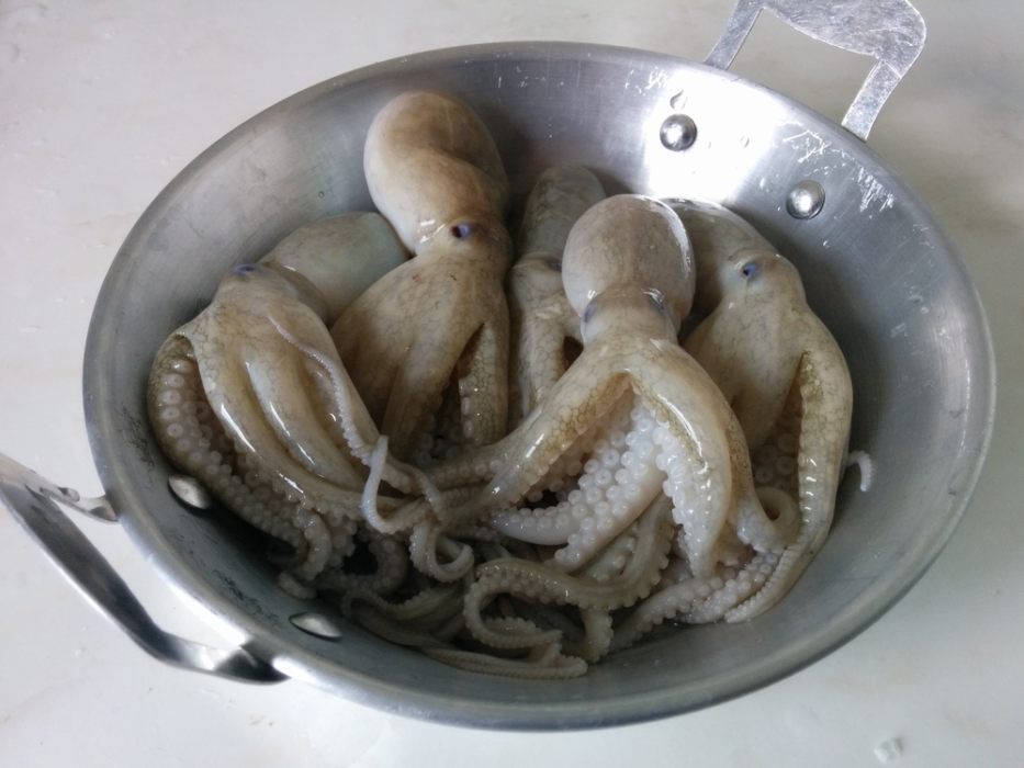 Moscardini in umido, la ricetta di un secondo piatto di pesce