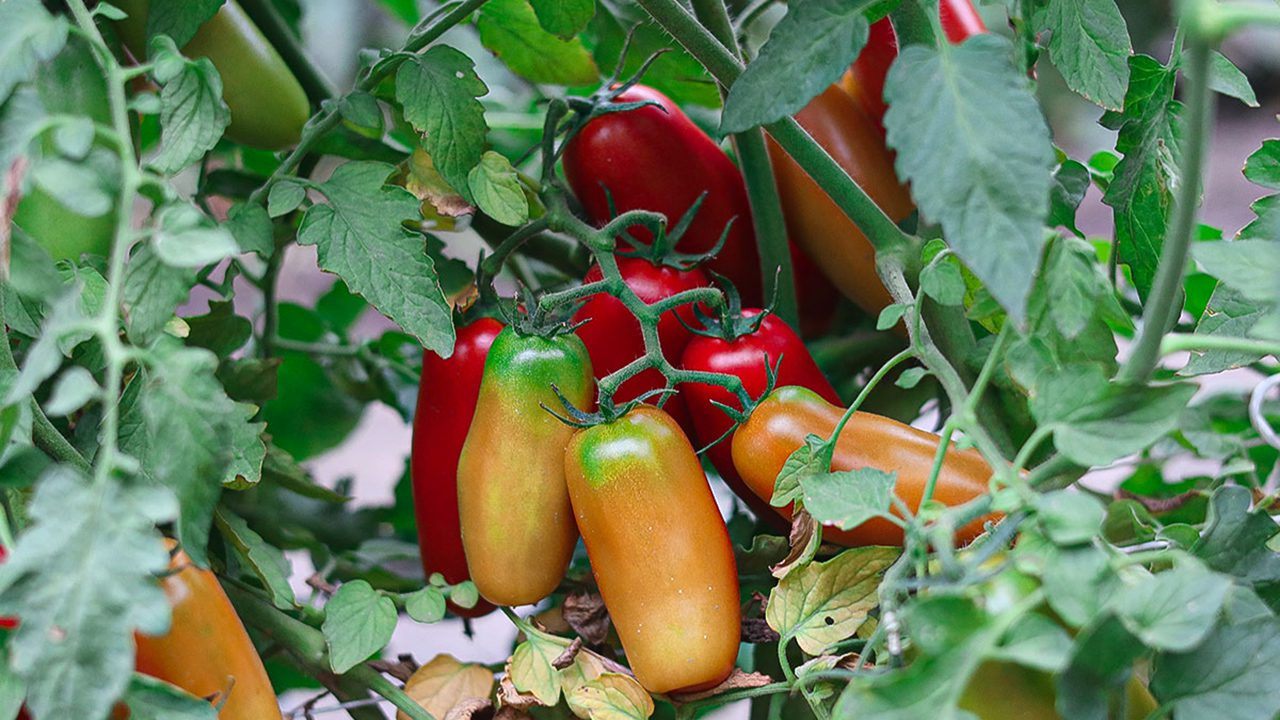 Il Mio San Marzano: come funziona la filiera limpida di un pomodoro