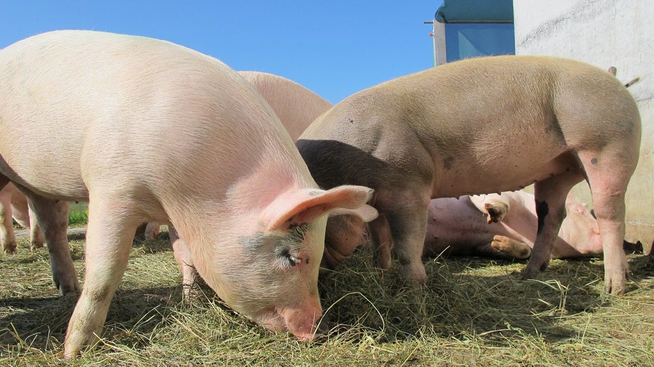 Riparte l'export italiano di carni suine in Giappone