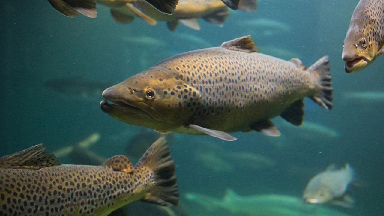 C'è una moria di salmoni negli allevamenti norvegesi, e dovrebbe ...