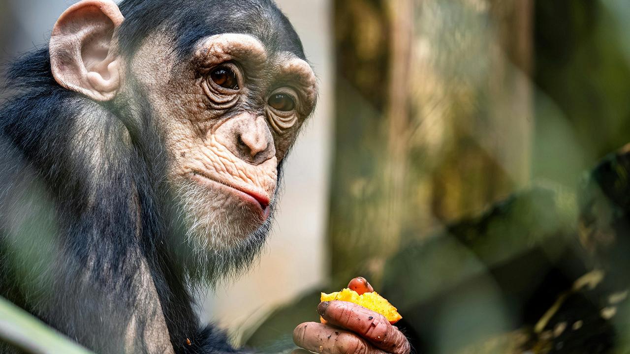 Perfino gli scimpanzé bevono un bicchiere di birra al giorno